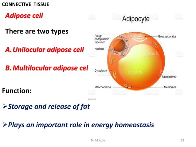 Connective Tissue Fixed Cells Histology | PPT
