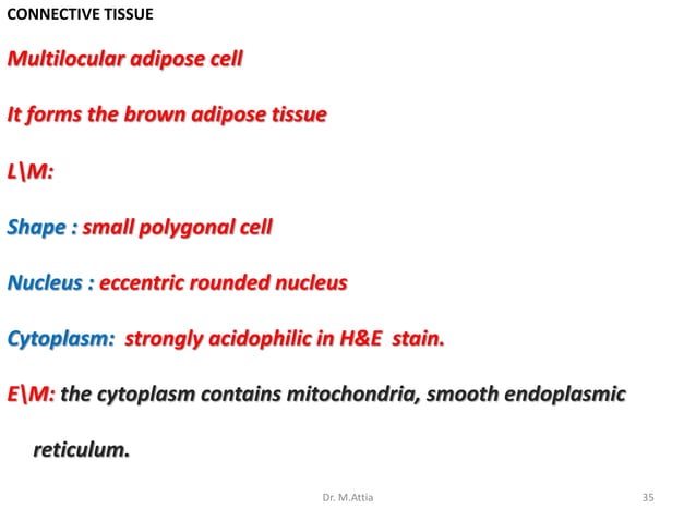 Connective Tissue Fixed Cells Histology | PPT