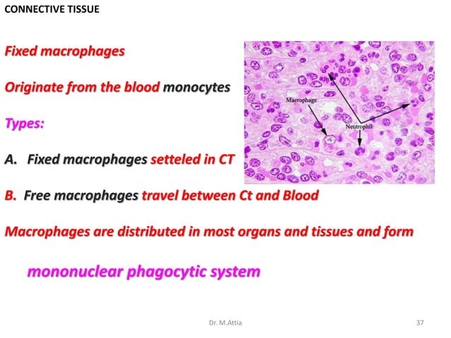 Connective Tissue Fixed Cells Histology | PPT