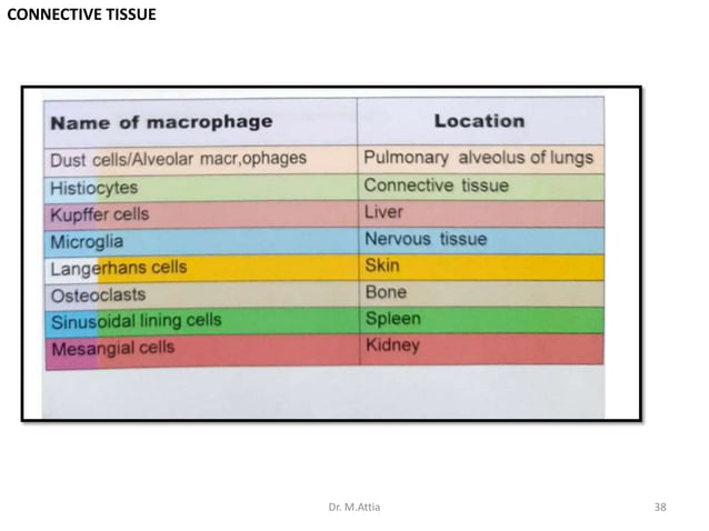 Connective Tissue Fixed Cells Histology | PPT