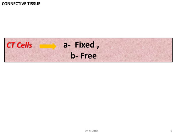 Connective Tissue Fixed Cells Histology | PPT
