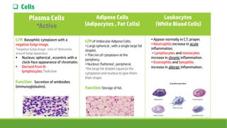 connective tissue biology lessons L3.pdf