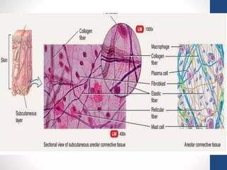 CONNECTIVE TISSUE LECTURE that relates with histology | PPTX