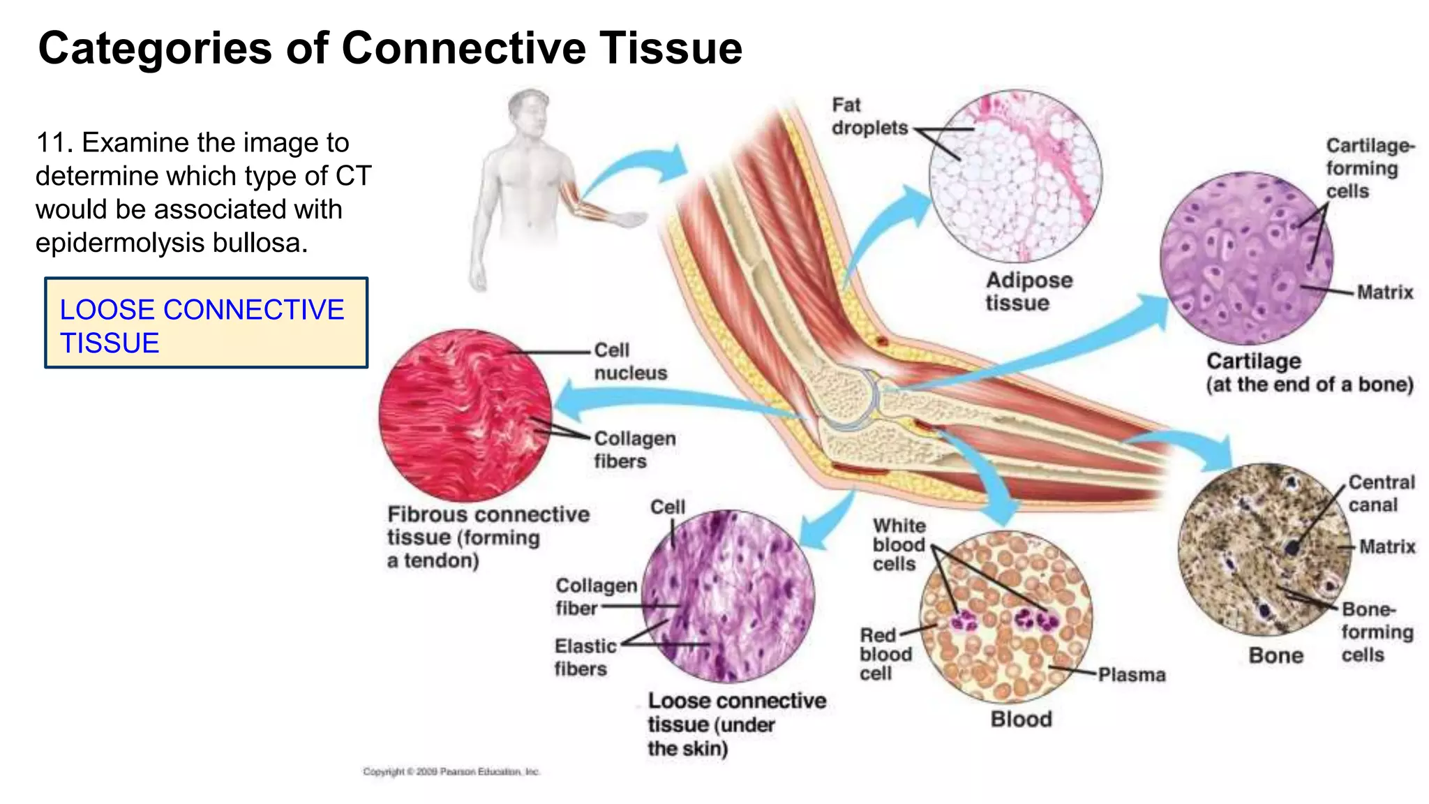 Connective Tissue Module ssss-1.pptx