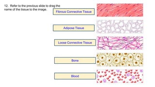 Connective Tissue Module ssss-1.pptx