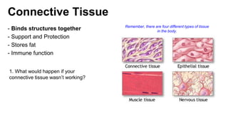 Connective Tissue Module ssss-1.pptx