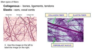 Connective Tissue Module ssss-1.pptx