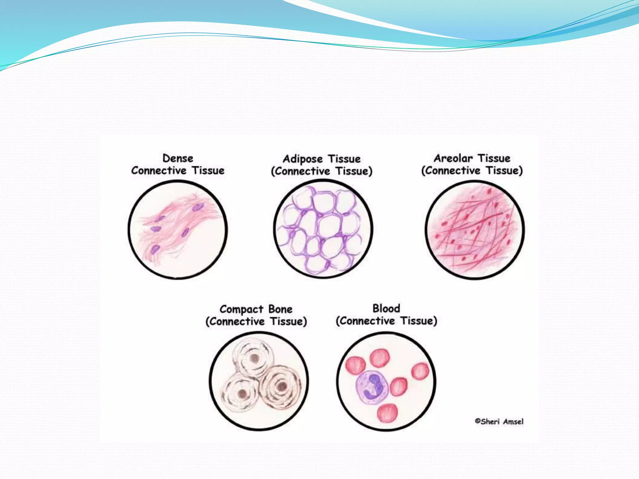 Connective tissue ppt | PPTX
