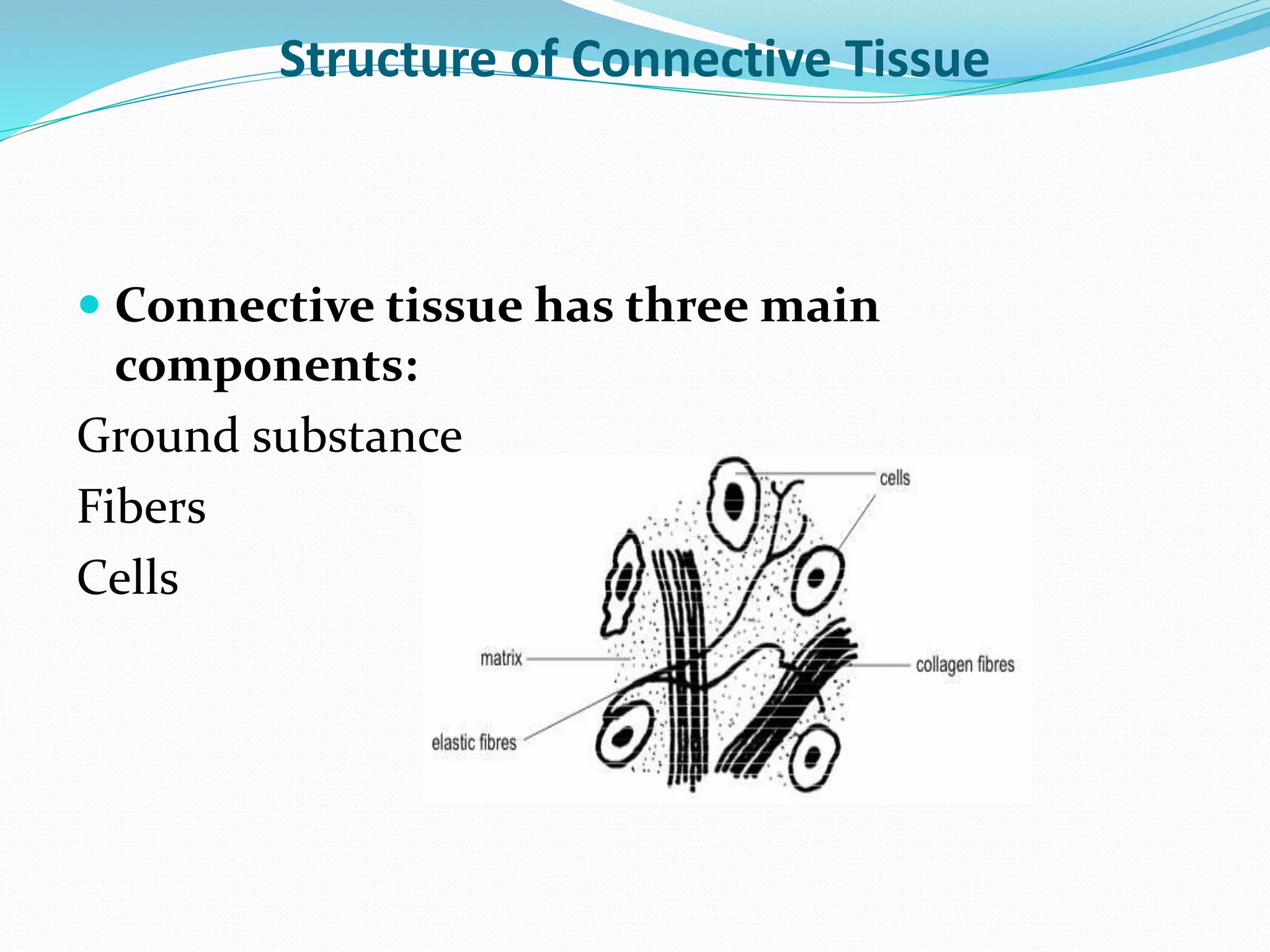 Connective tissue ppt | PPTX