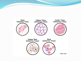 Connective tissue ppt | PPT