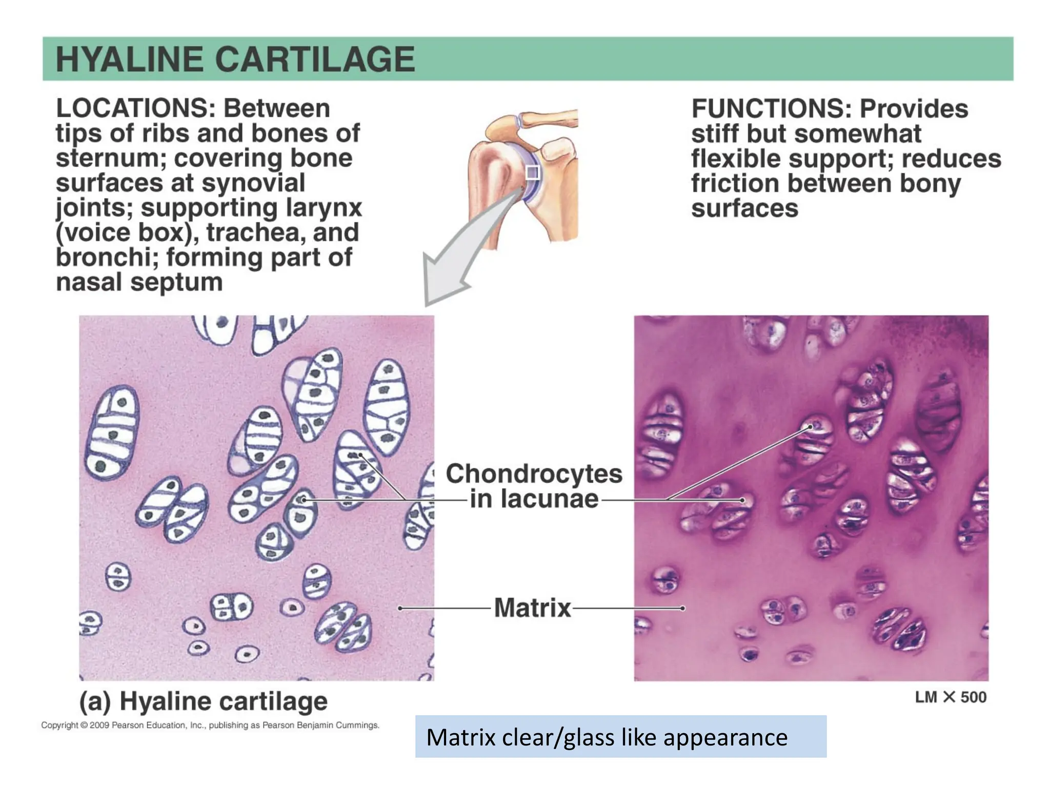 connective_tissues_ppt-2.pdf histology class | PPT