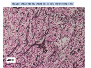 connective_tissues_ppt-2.pdf histology class | PPT