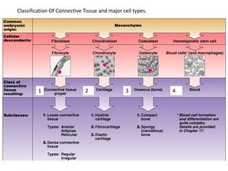 connective_tissues_ppt-2.pdf histology class | PPT