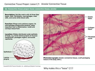 connective_tissues_ppt-2.pdf histology class | PPT