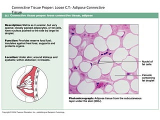 connective_tissues_ppt-2.pdf histology class | PPT