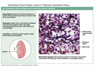 connective_tissues_ppt-2.pdf histology class | PPT