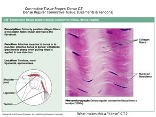 connective_tissues_ppt-2.pdf histology class | PPT
