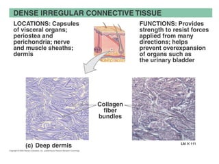 connective_tissues_ppt-2.pdf histology class | PPT