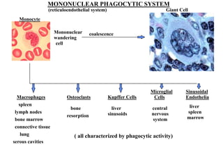 connectivetissueppt.ppt