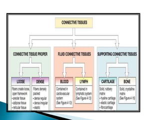 Connective Tissue Proper Flow Chart
