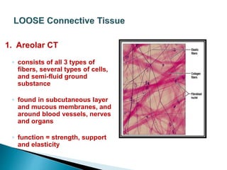 Areolar Loose Connective Tissue Function