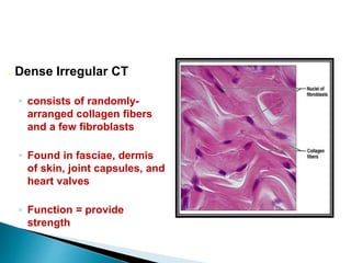 Dense Irregular Connective Tissue 400x