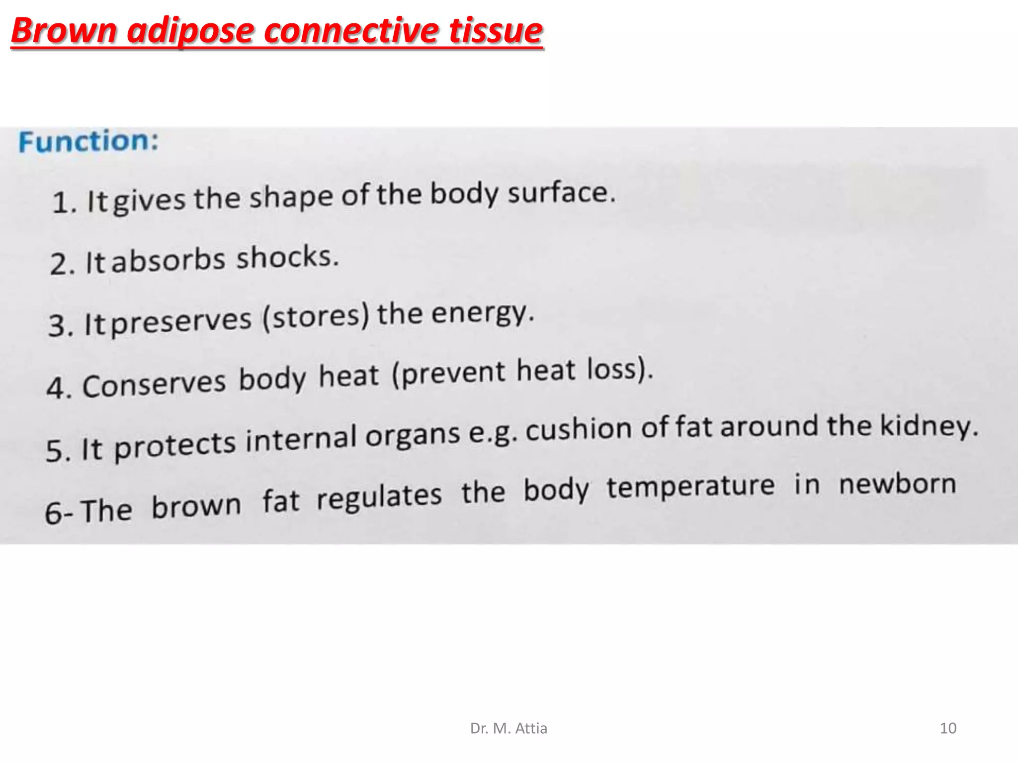 Connective Tissue Proper Histology | PPTX
