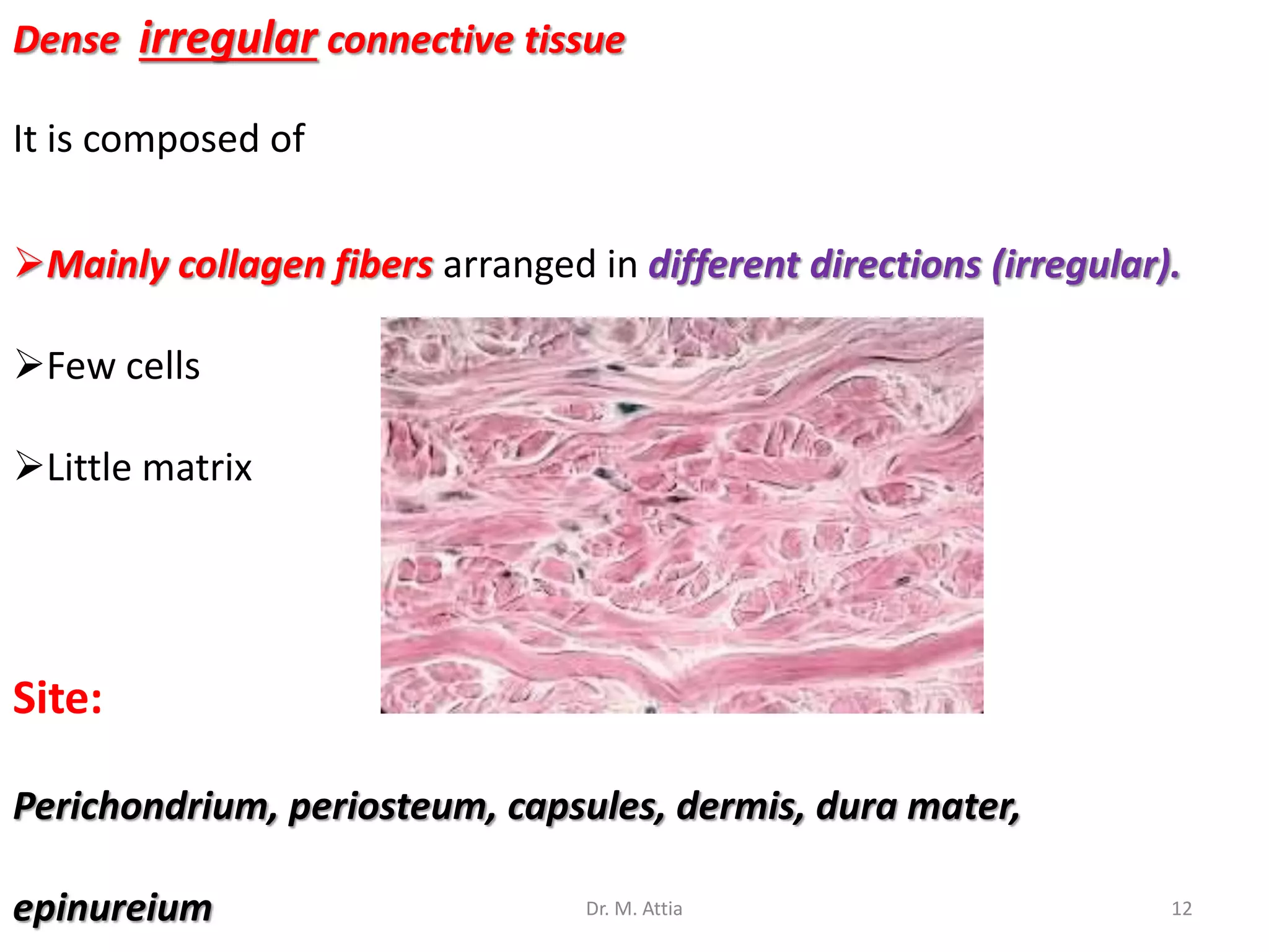 Connective Tissue Proper Histology | PPTX