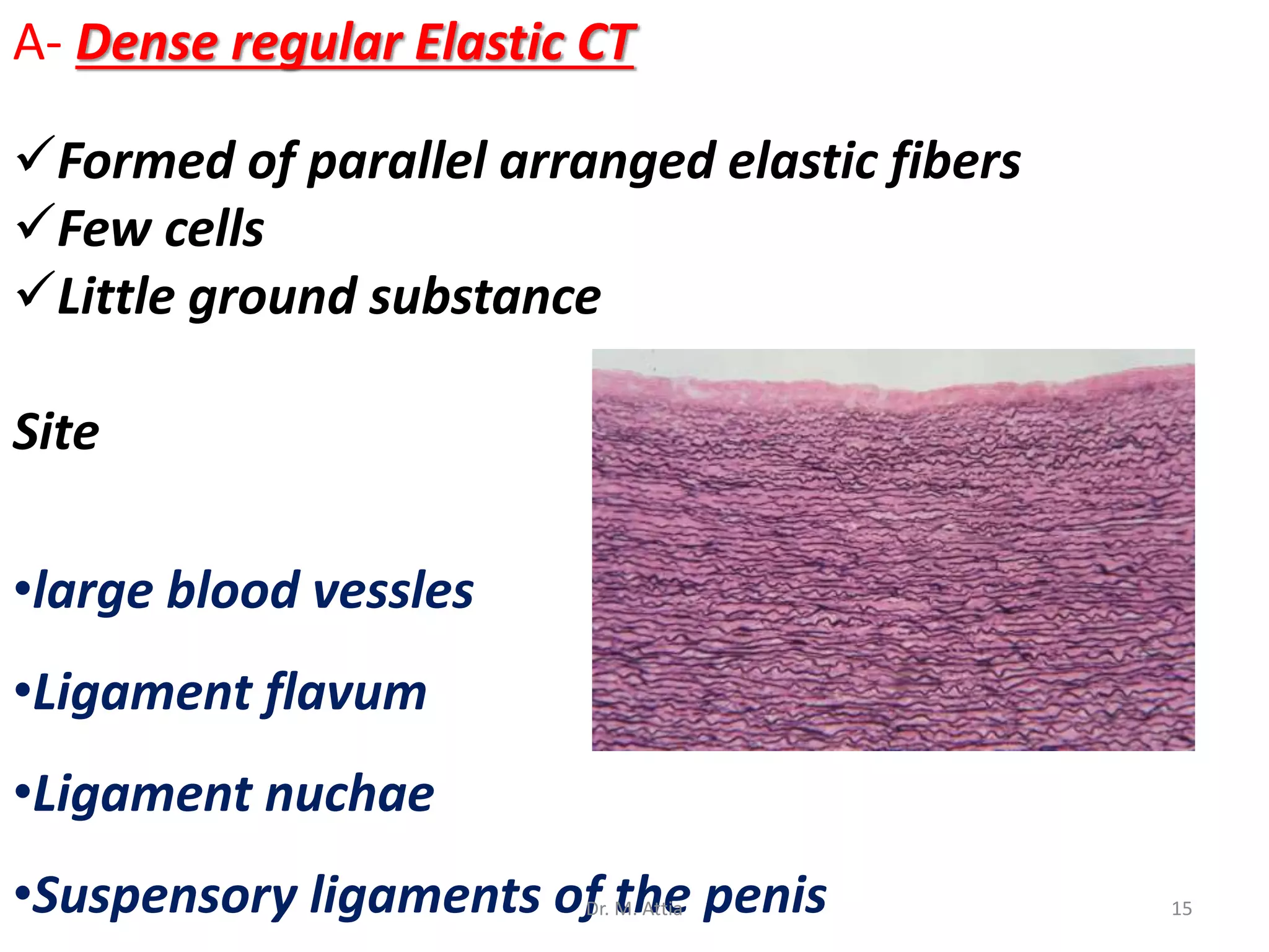 Connective Tissue Proper Histology | PPTX