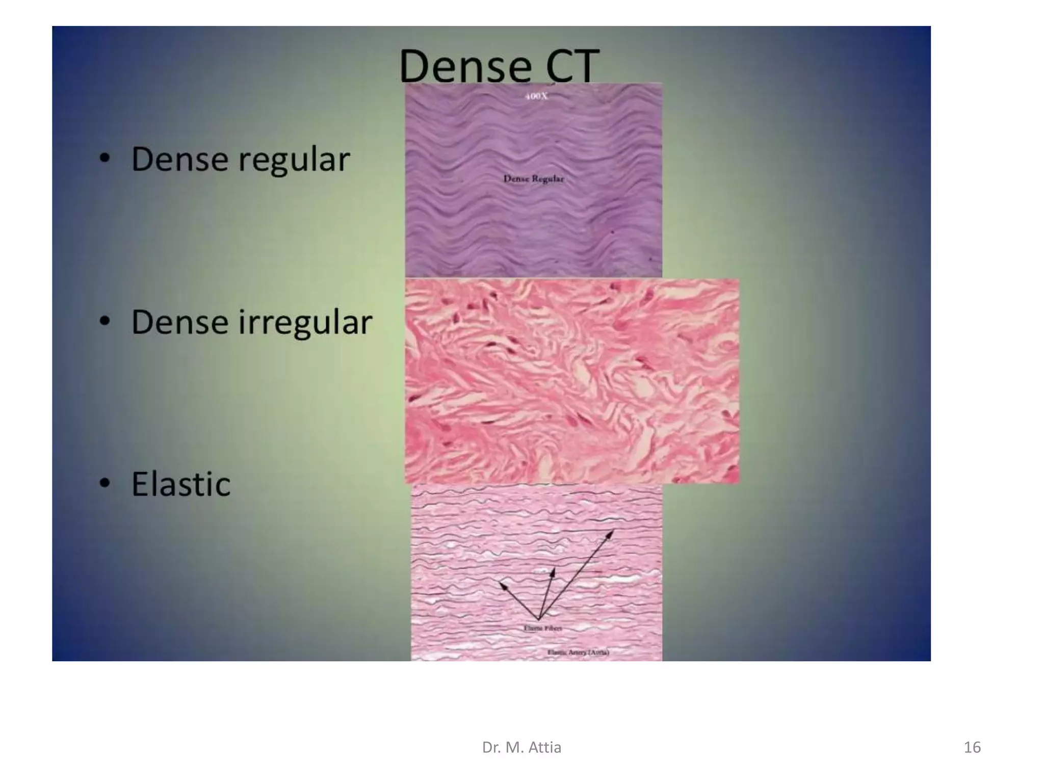 Connective Tissue Proper Histology | PPTX