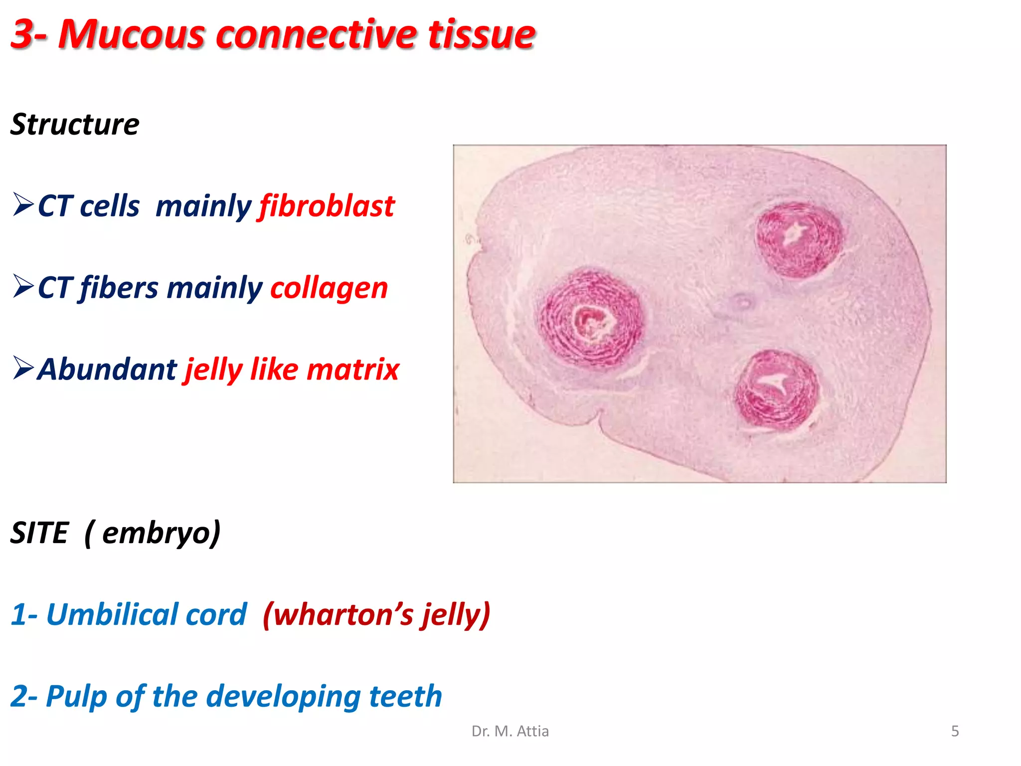 Connective Tissue Proper Histology | PPTX
