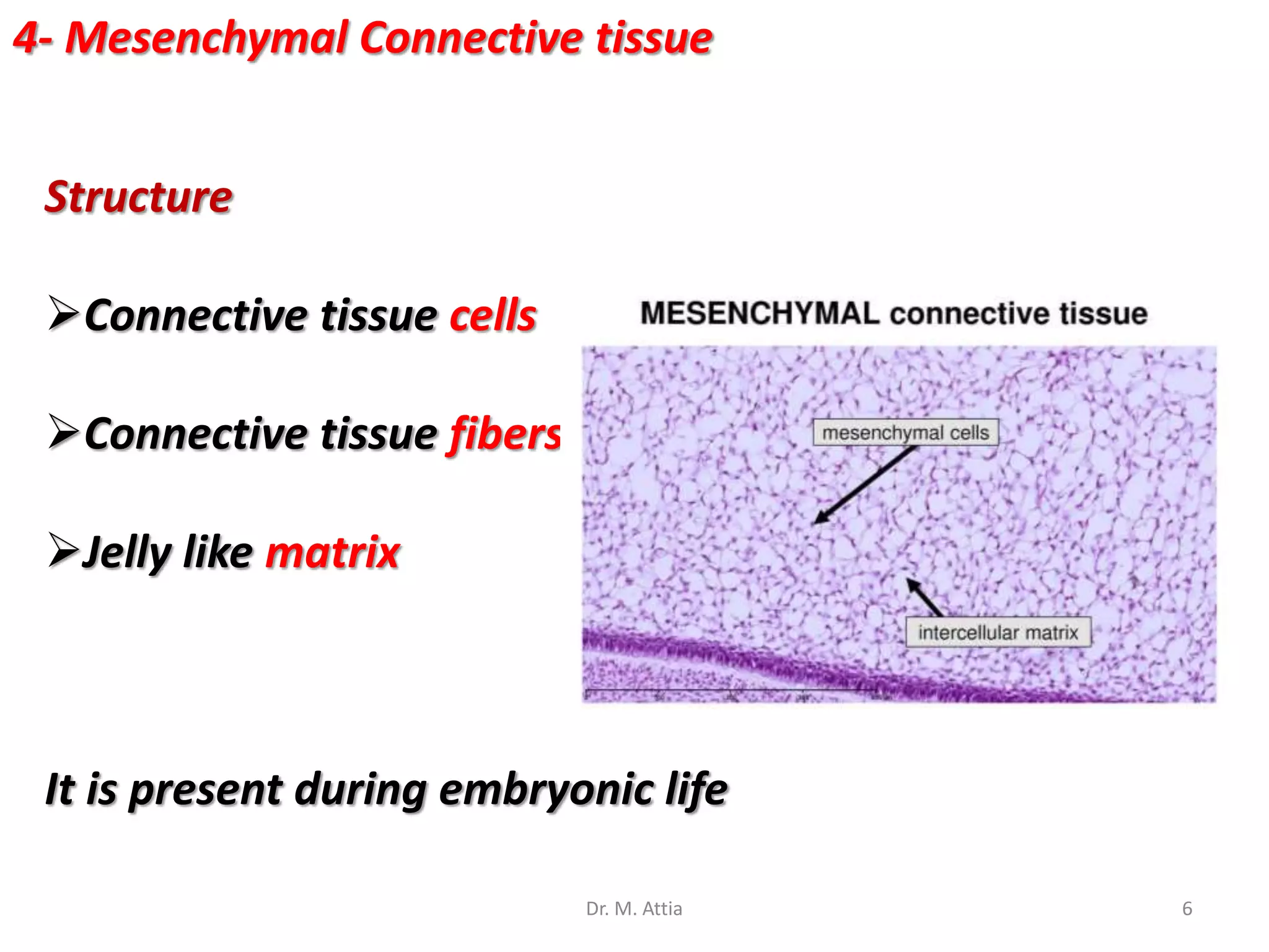 Connective Tissue Proper Histology | PPTX