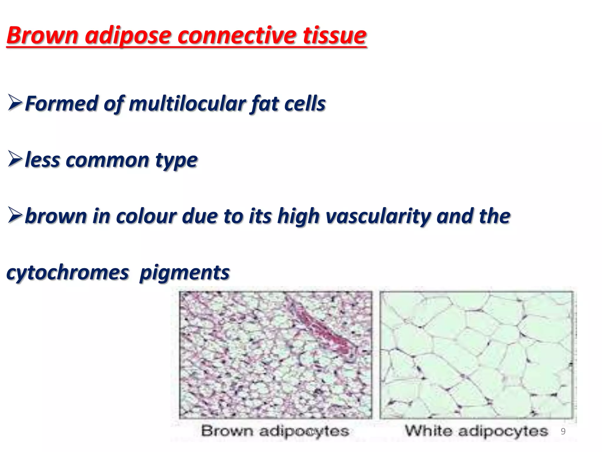 Connective Tissue Proper Histology | PPTX