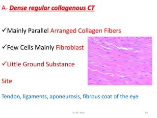 Connective Tissue Proper Histology | PPTX