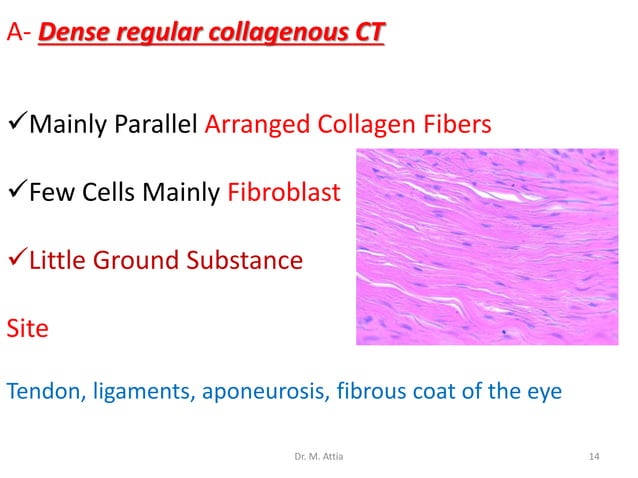 Connective Tissue Proper Histology | PPTX | Biological Sciences | Science