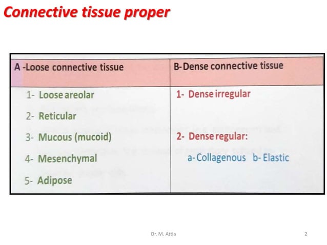 Connective Tissue Proper Histology | PPTX | Biological Sciences | Science