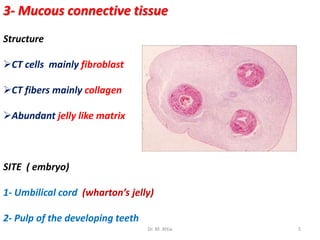 Connective Tissue Proper Histology | PPTX