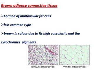 Connective Tissue Proper Histology | PPTX
