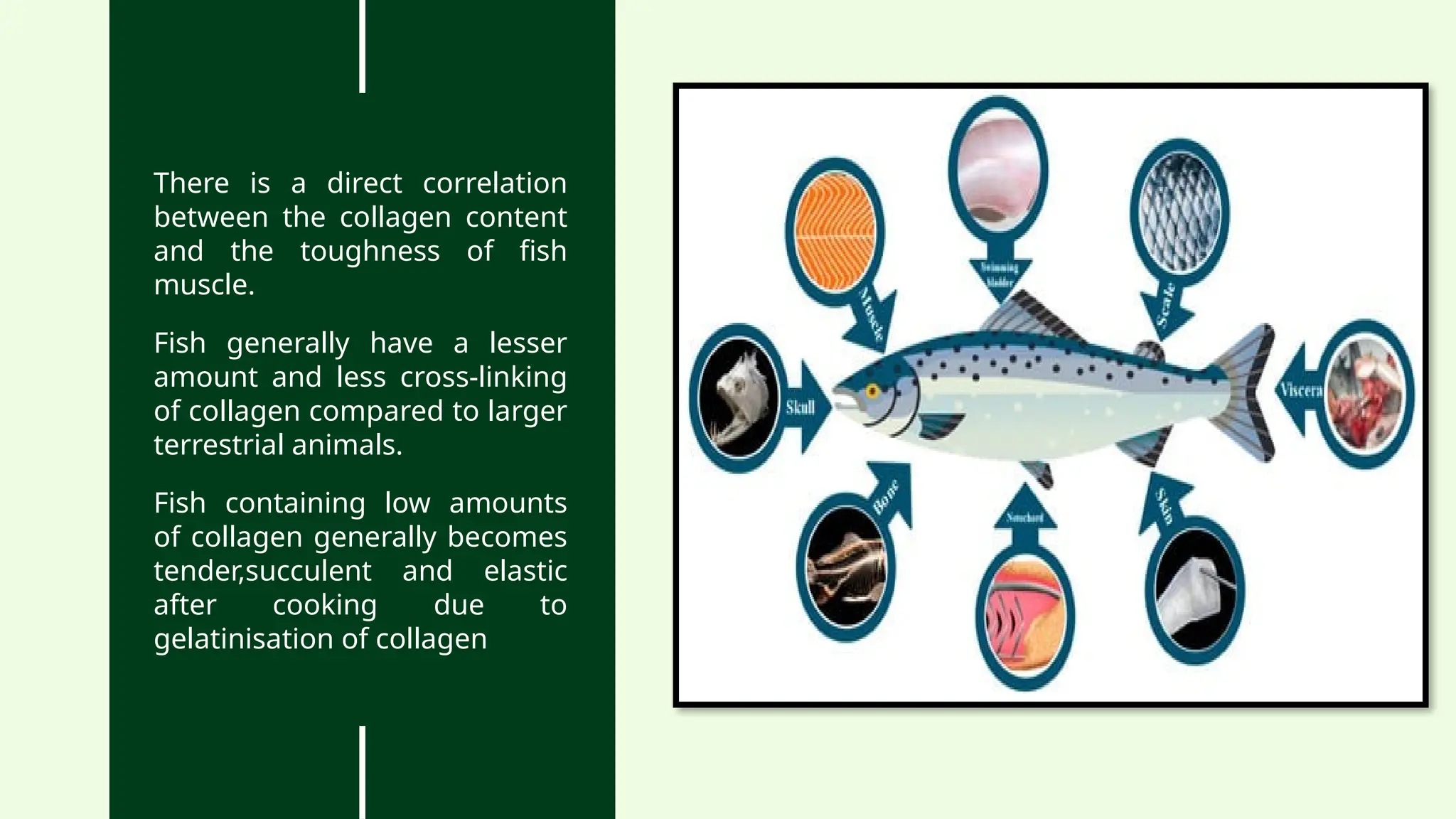 Connective tissue protein by Hridam Saha.pptx