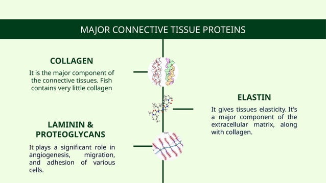 Connective tissue protein by Hridam Saha.pptx