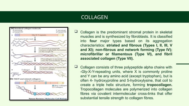 Connective tissue protein by Hridam Saha.pptx