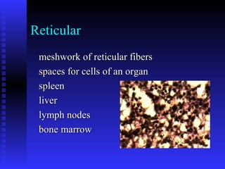 Connective tissues | PPT
