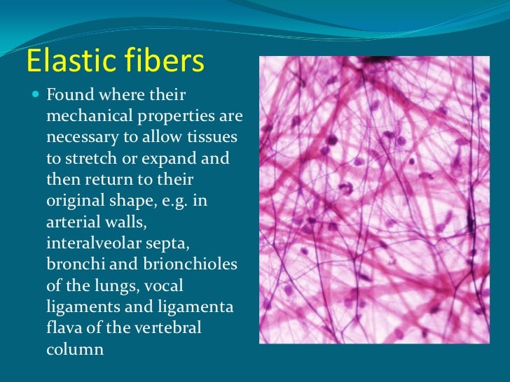 Connective tissues
