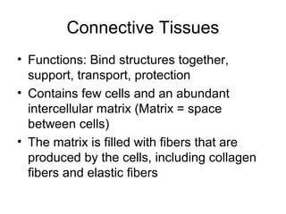 Connective tissues | PPT