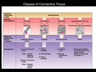 Connective tissues | PPTX