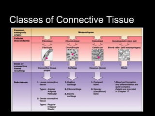 Connective tissues | PPTX