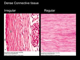 Dense Connective Tissue Under Microscope
