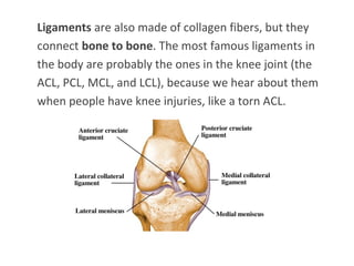 Connective tissues | PPT