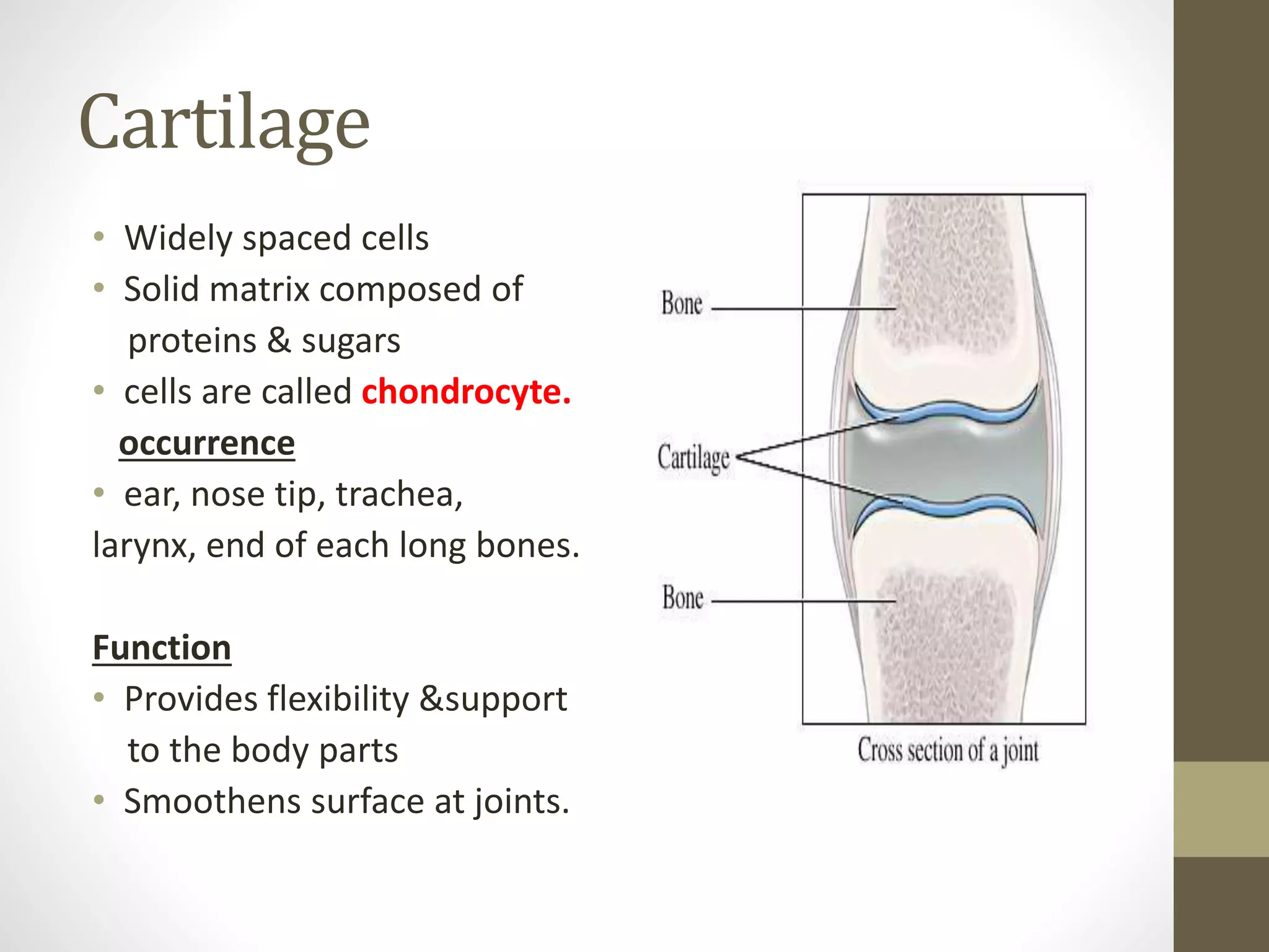 Connective tissues | PPTX