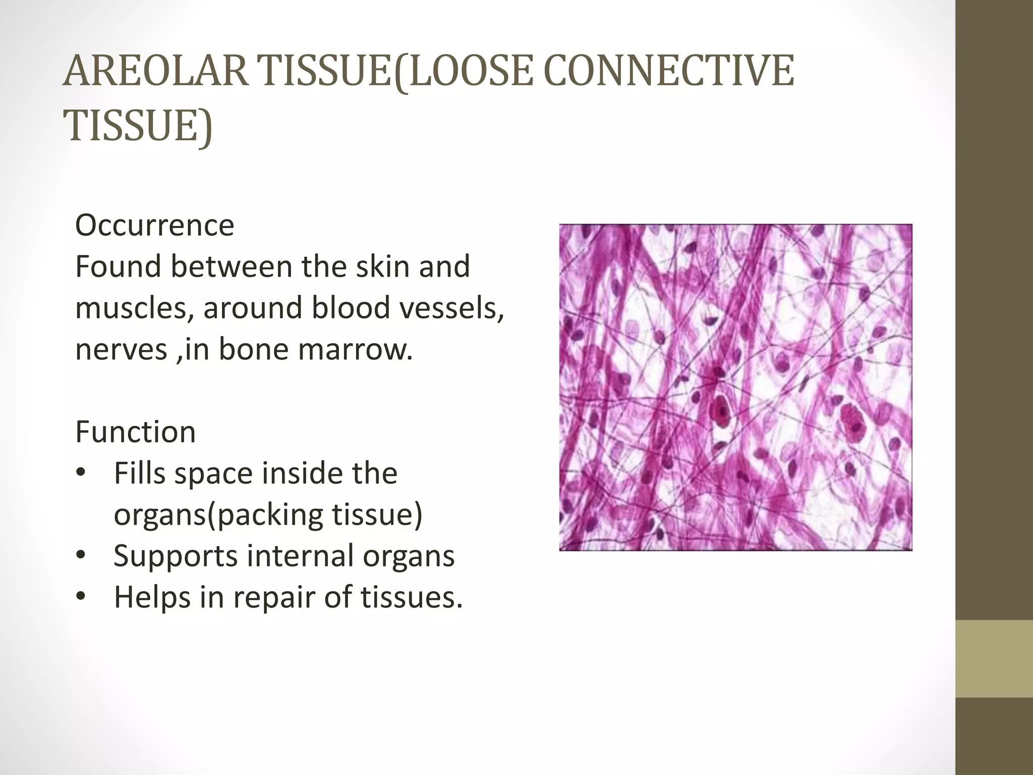 Connective tissues | PPTX